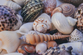 Pawleys Island Nature: A Shell Guide - Pawleys Island