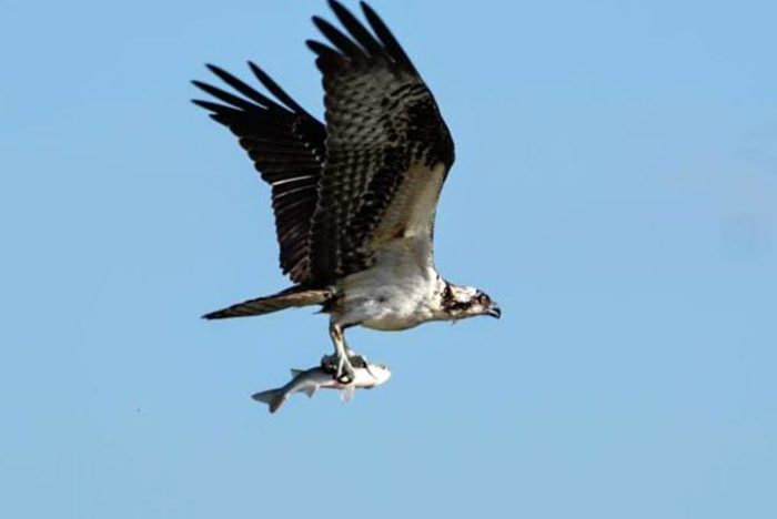 The Basics of Birding: Huntington Beach a Hot Spot for Fine-Feathered ...