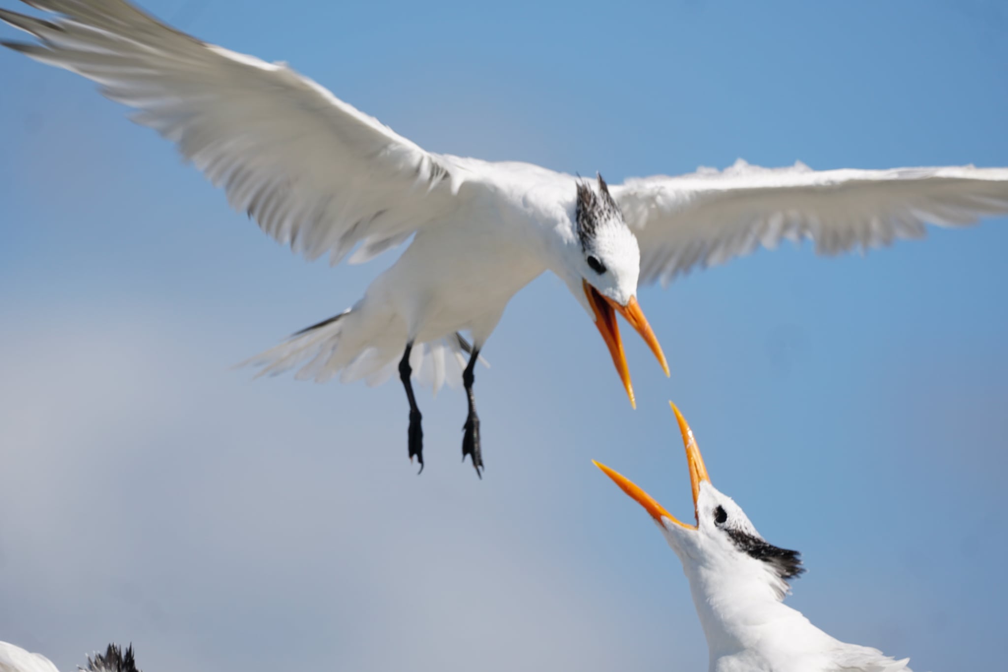 The Basics of Birding: Huntington Beach a Hot Spot for Fine-Feathered ...