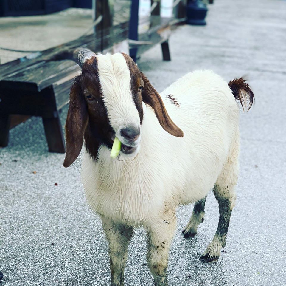 Goat Island Roundup signals end of summer vacation for dozen denizens ...