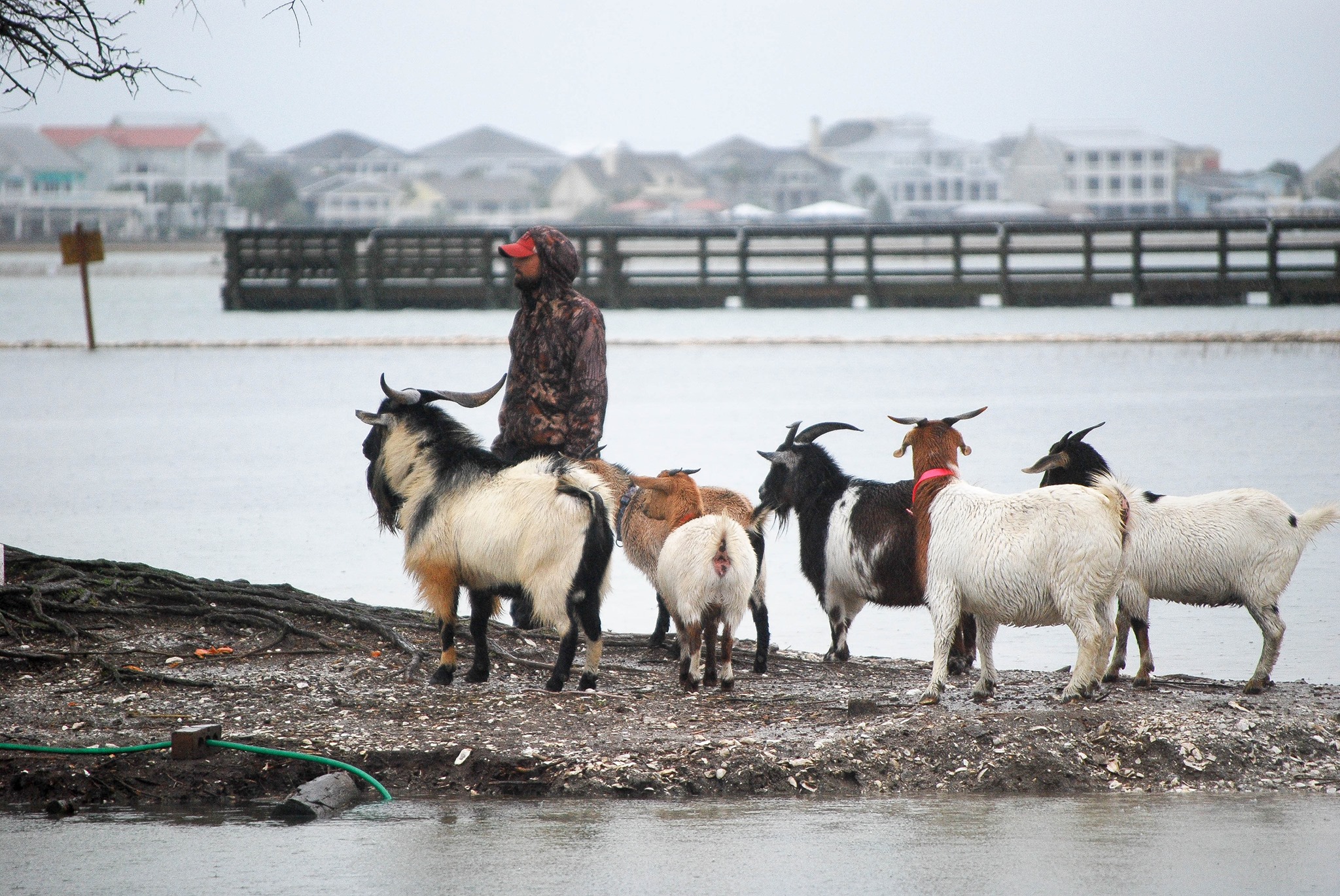 Goat Island Roundup signals end of summer vacation for dozen denizens ...
