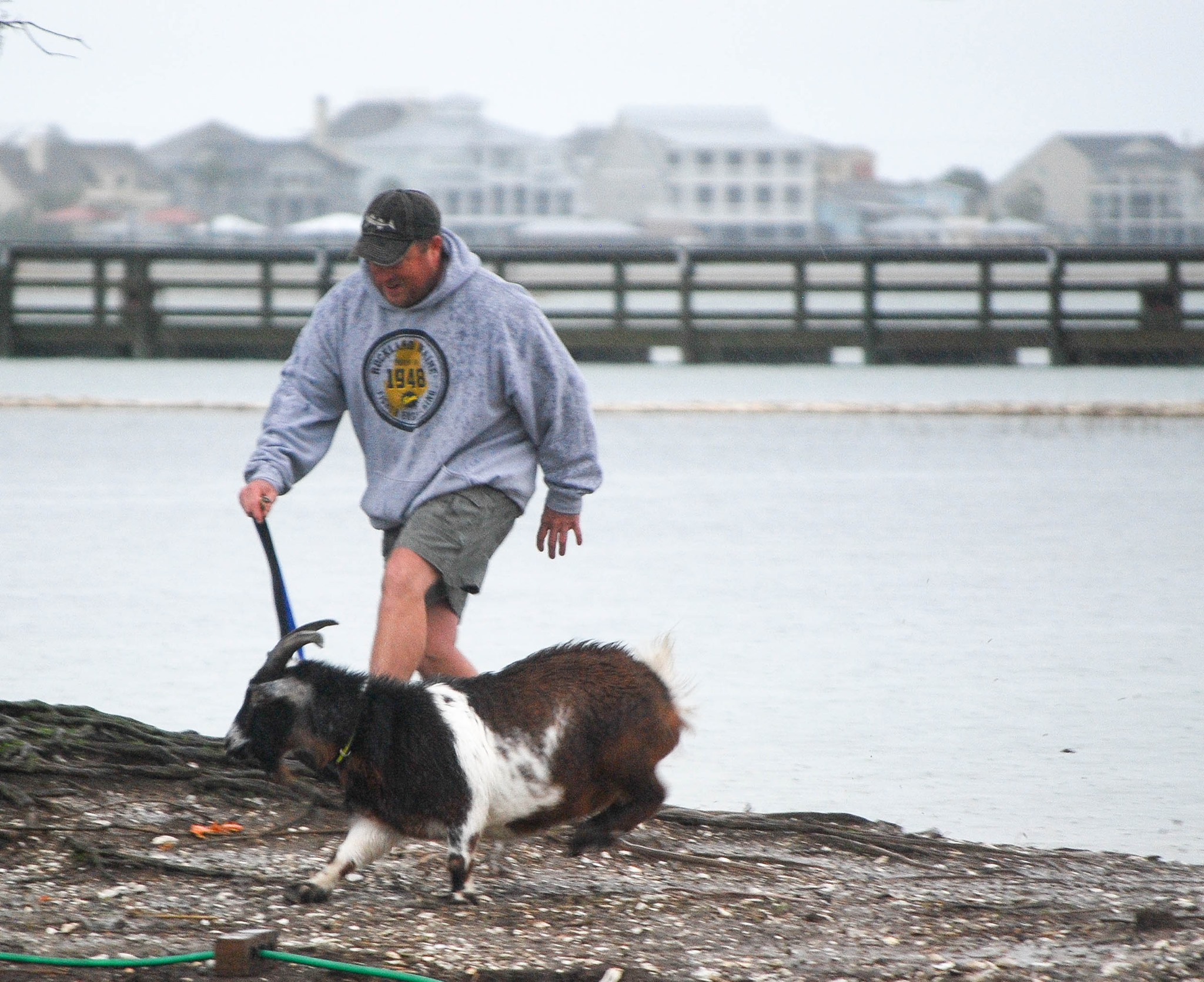 Goat Island Roundup signals end of summer vacation for dozen denizens ...